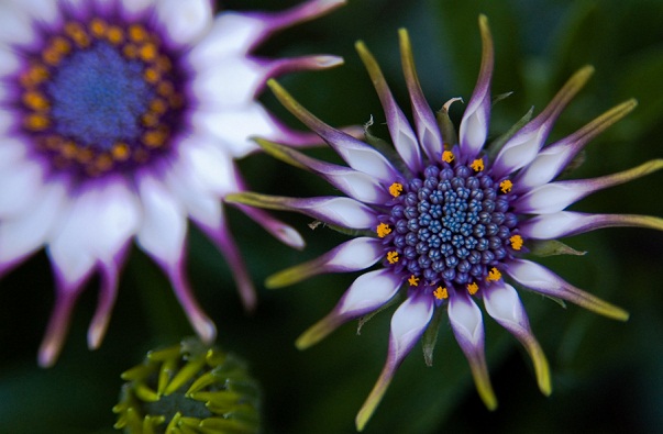 Drawing Design Inspiration from Nature | DesignContest